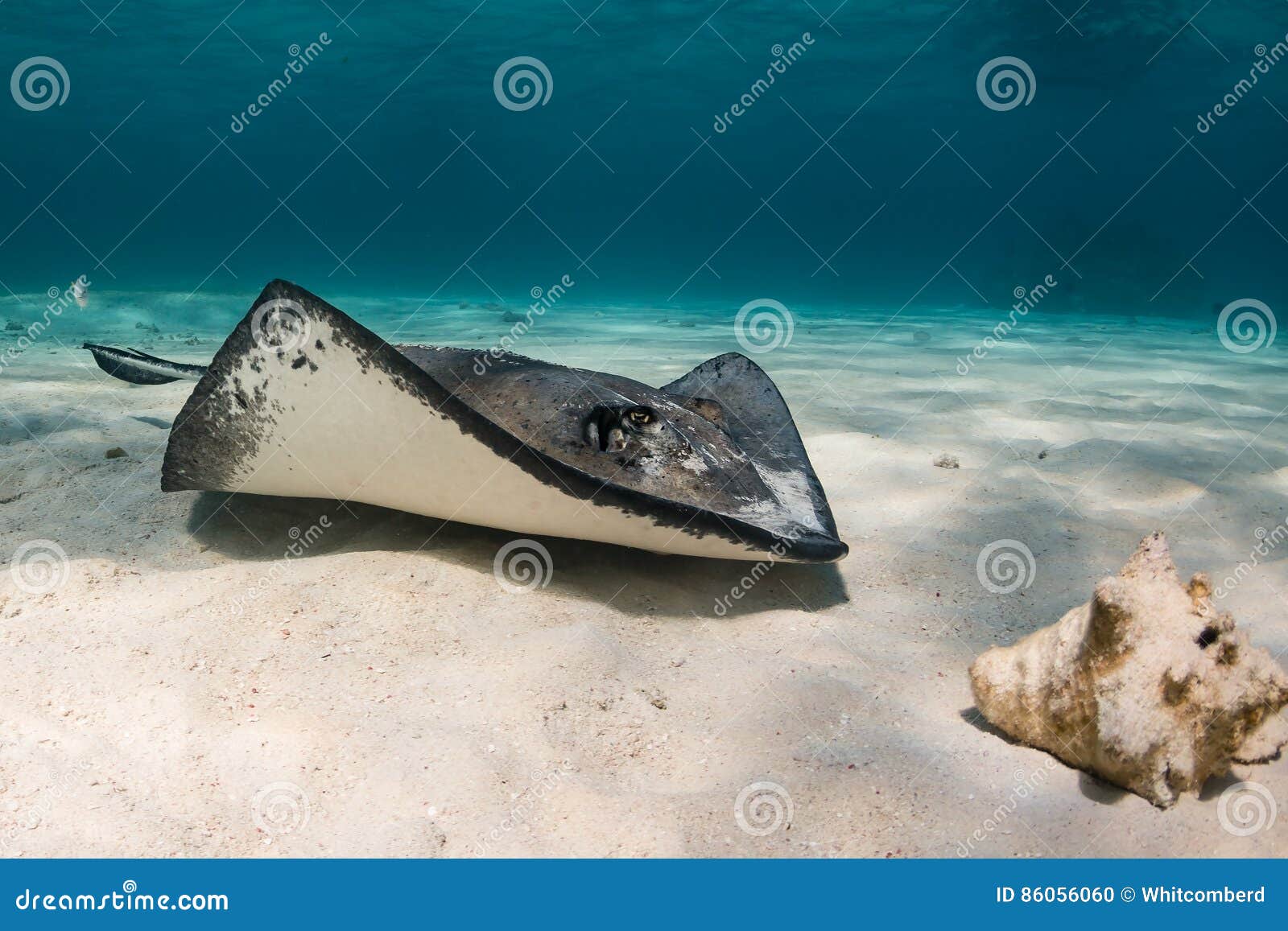 Stingray on the sane stock photo. Image of grand, scuba - 86056060
