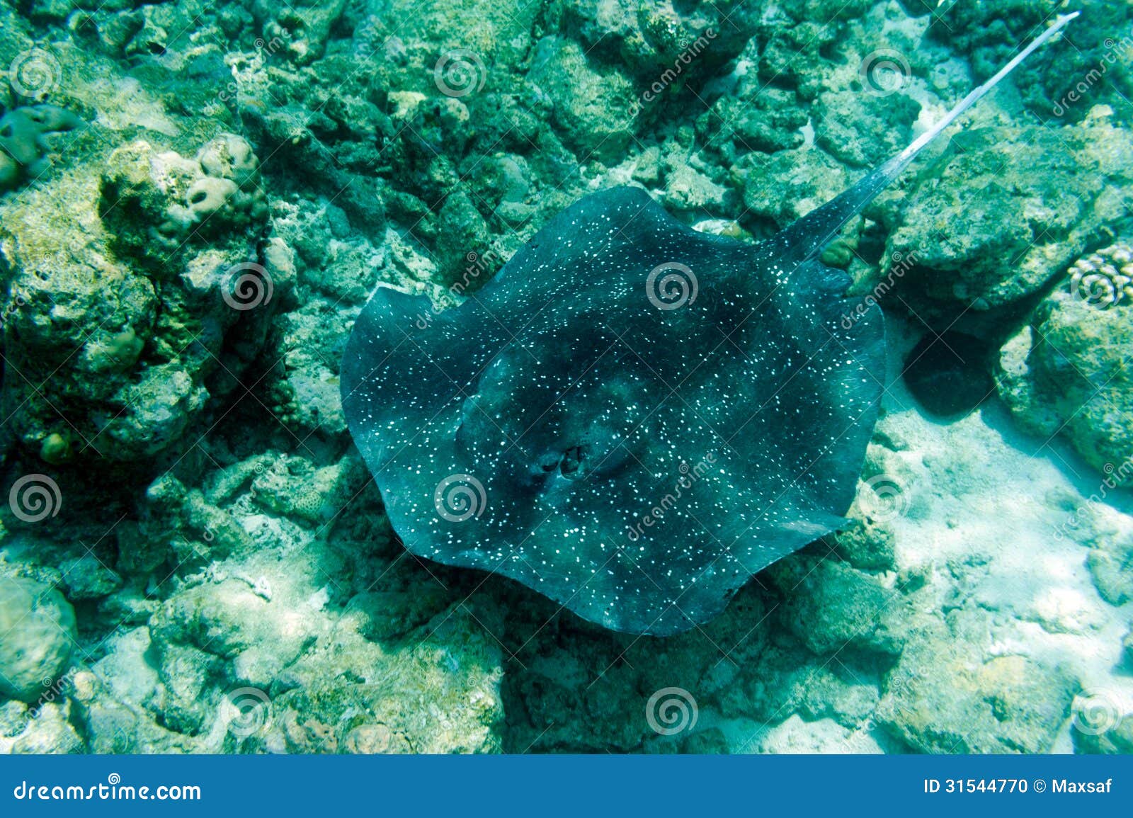Stingray in the sea stock photo. Image of diving, eyes - 31544770