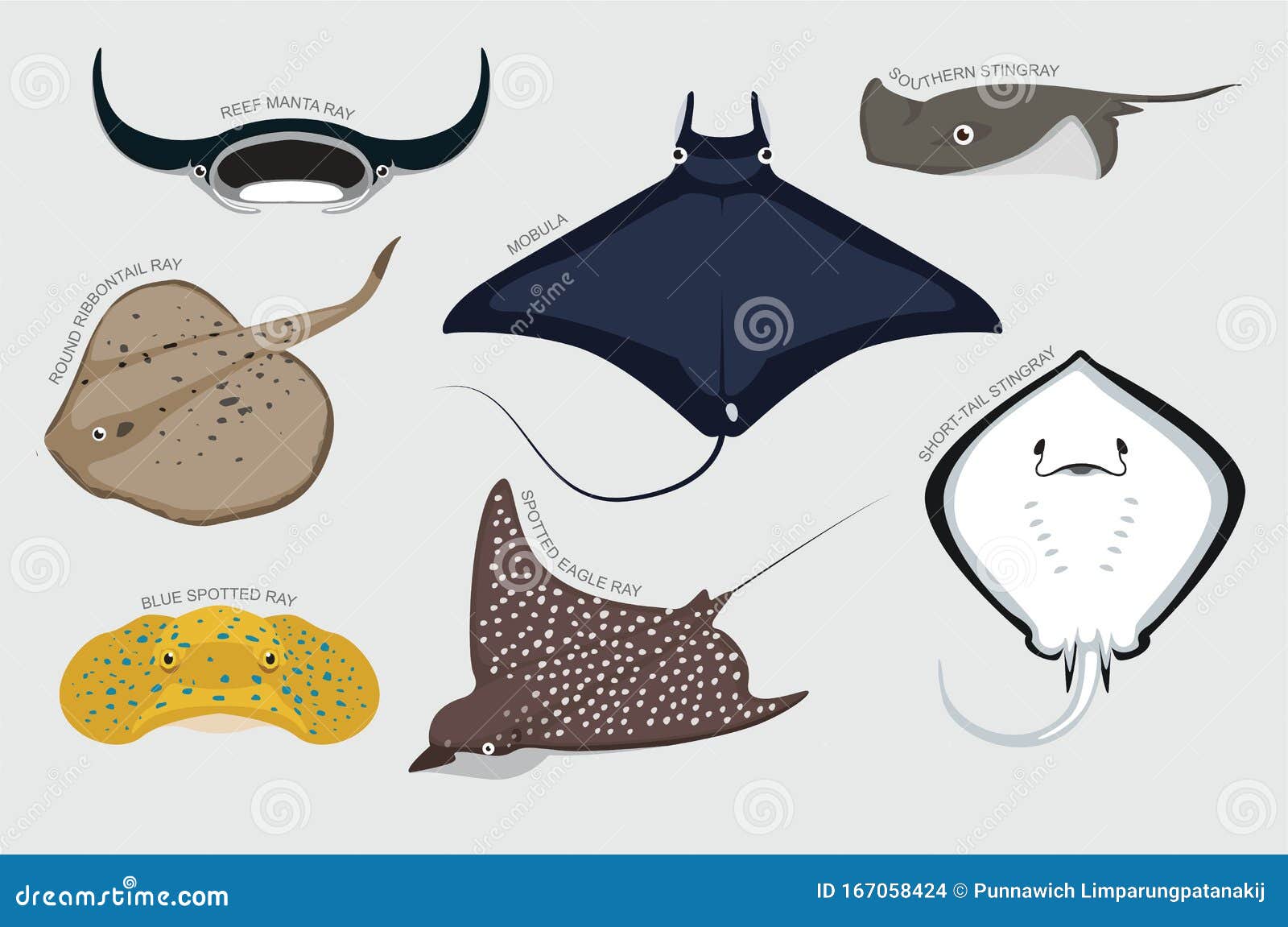 Stingray Set Various Kind Identify Cartoon Vector-01 Stock Vector ...