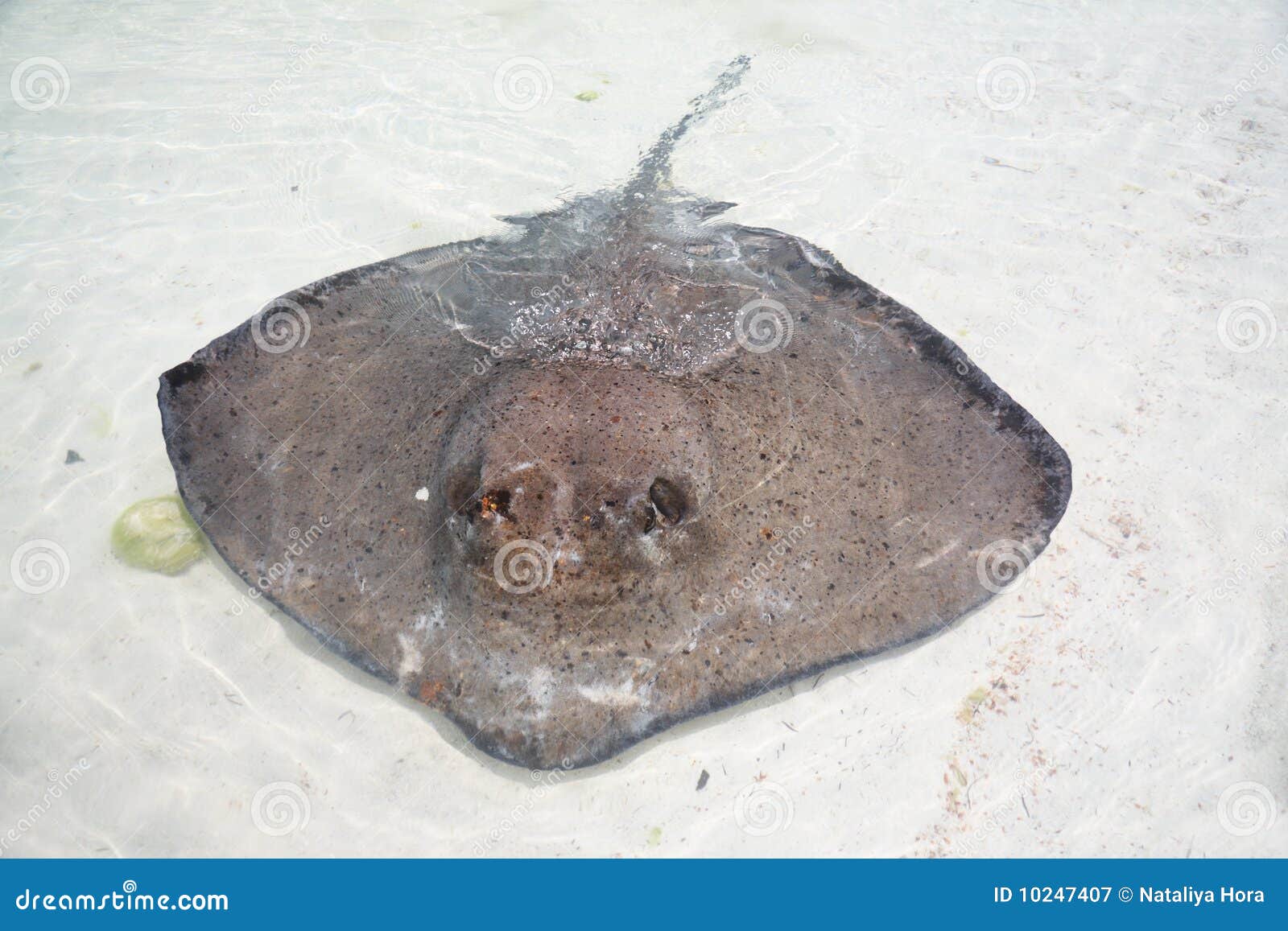 Stingray in a Shallow Water Stock Image - Image of ripples, life: 10247407