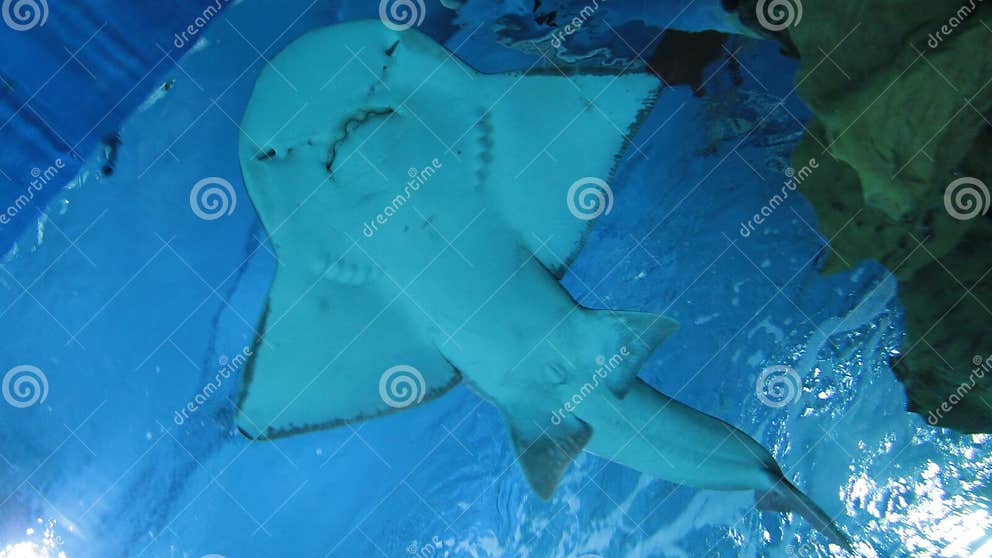 Stingray shark stock image. Image of marine, fish, ocean - 310564771