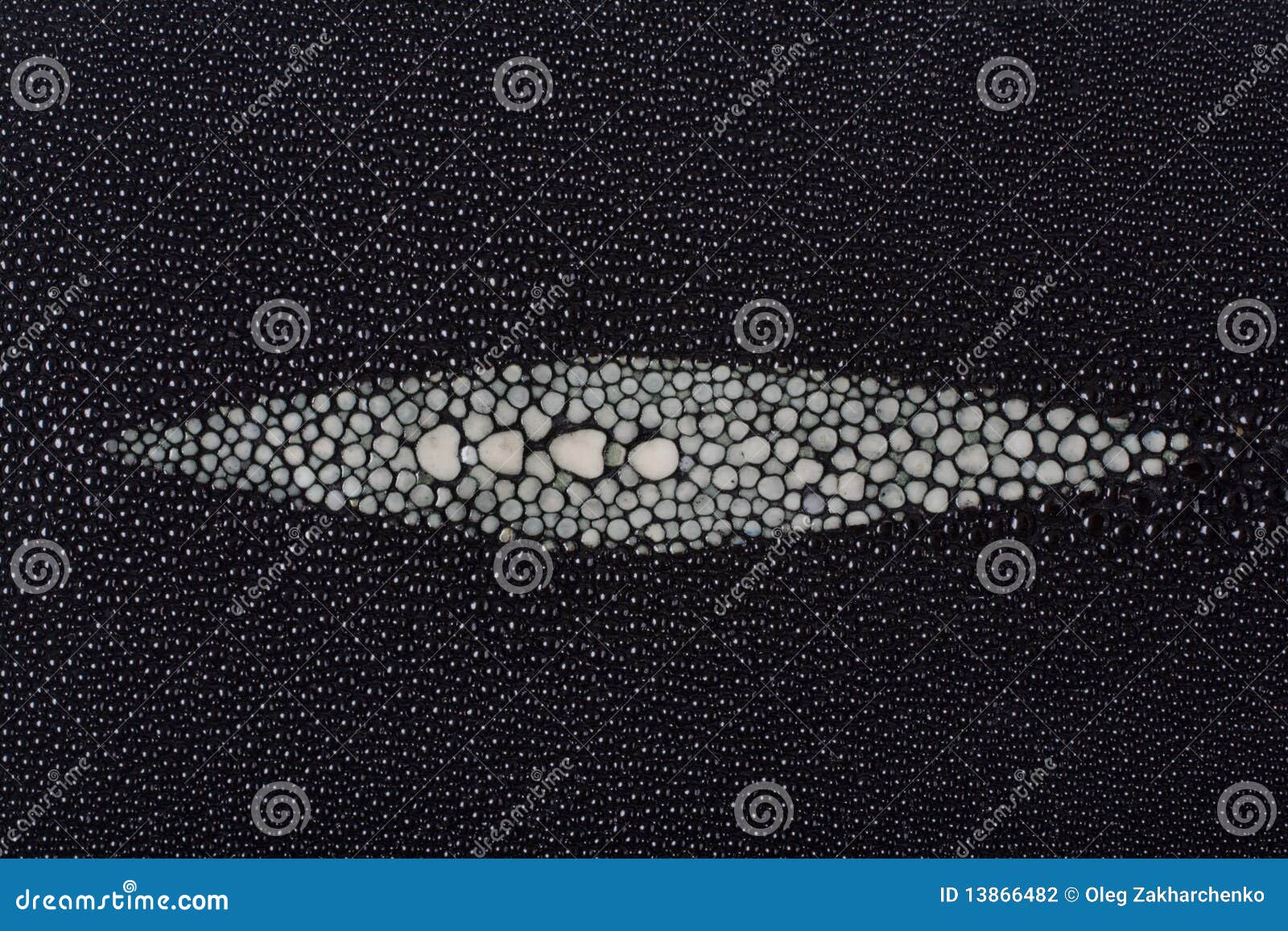 Stingray skin stock photo. Image of element, blank, surface - 13866482
