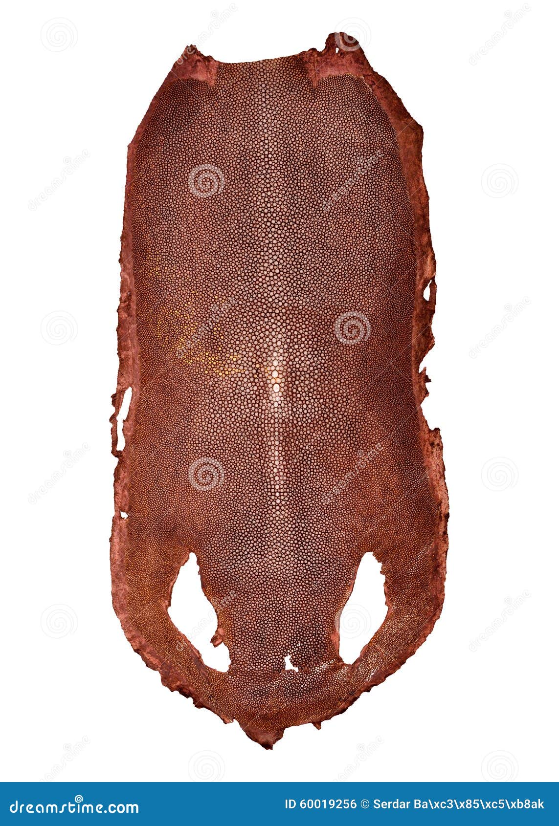 Stingray skin stock photo. Image of seamless, dangerous - 60019256