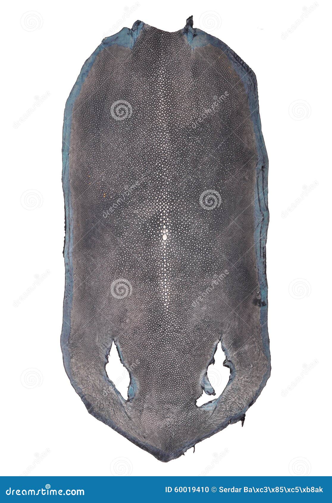 Stingray skin stock photo. Image of texture, skin, closeup - 60019410