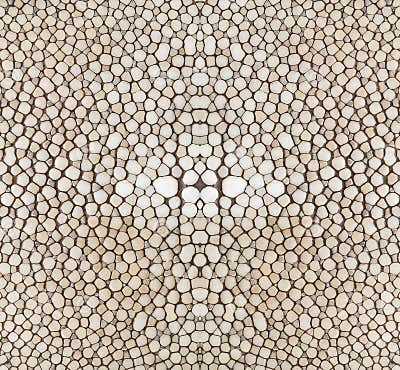 Stingray skin texture stock image. Image of nature, texture - 36780335