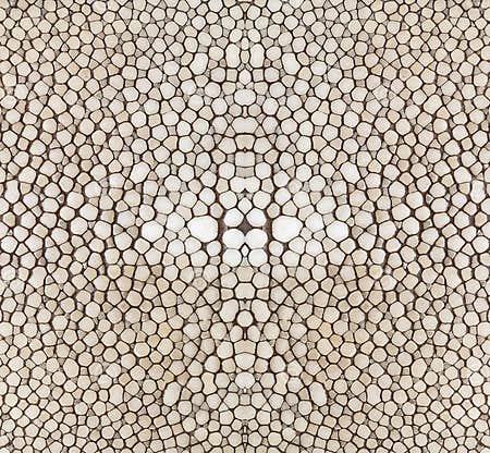 Stingray skin texture stock image. Image of nature, texture - 36780335