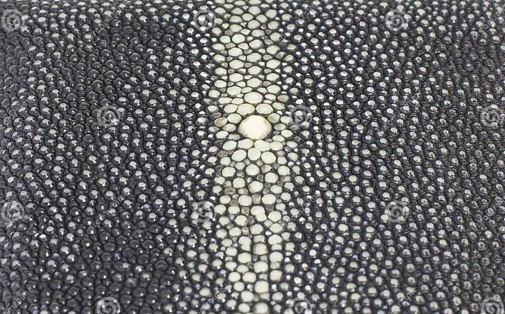 Stingray skin texture stock image. Image of hide, leather - 38030721