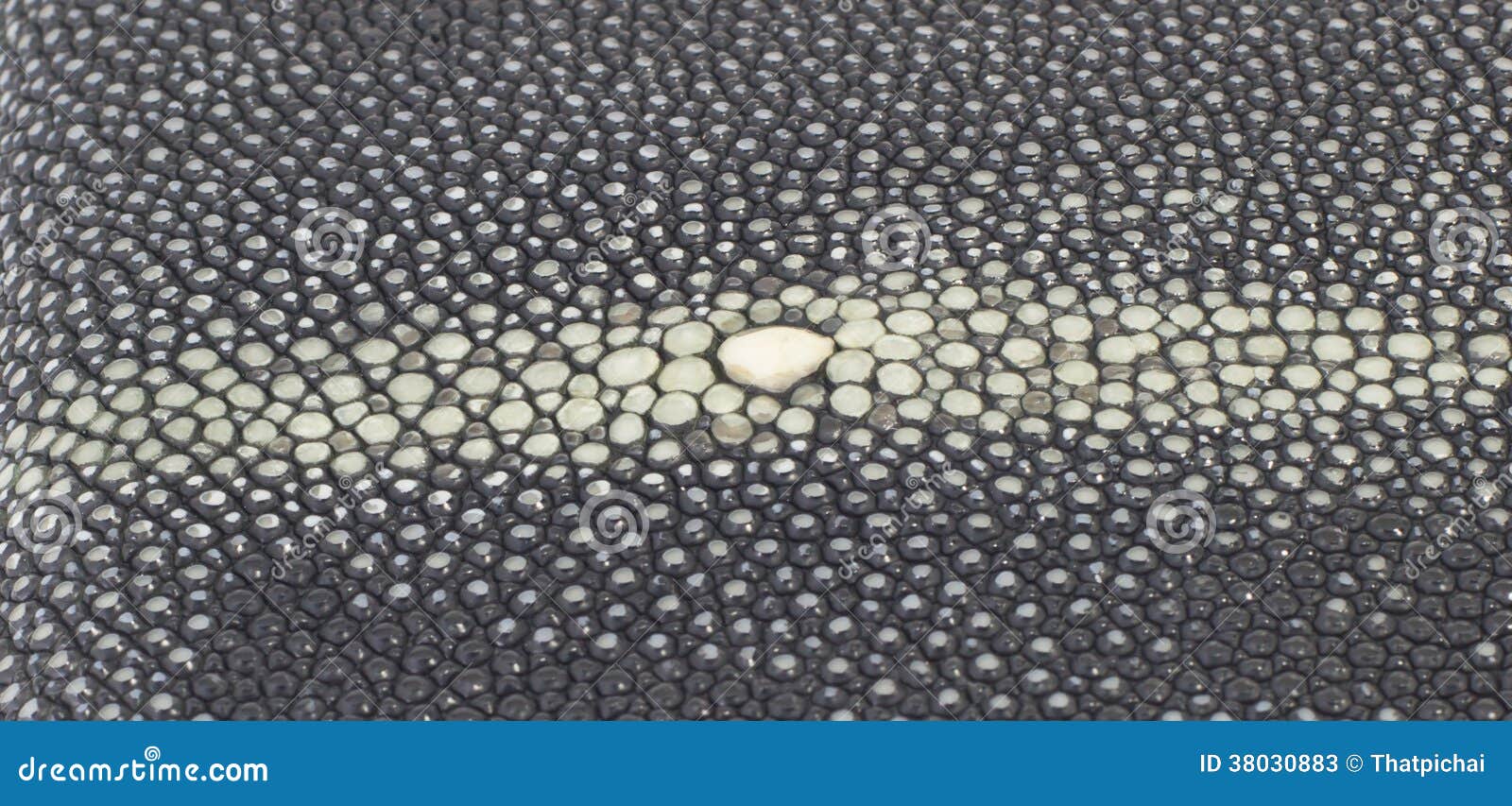 Stingray skin texture stock image. Image of lady, handbag - 38030883