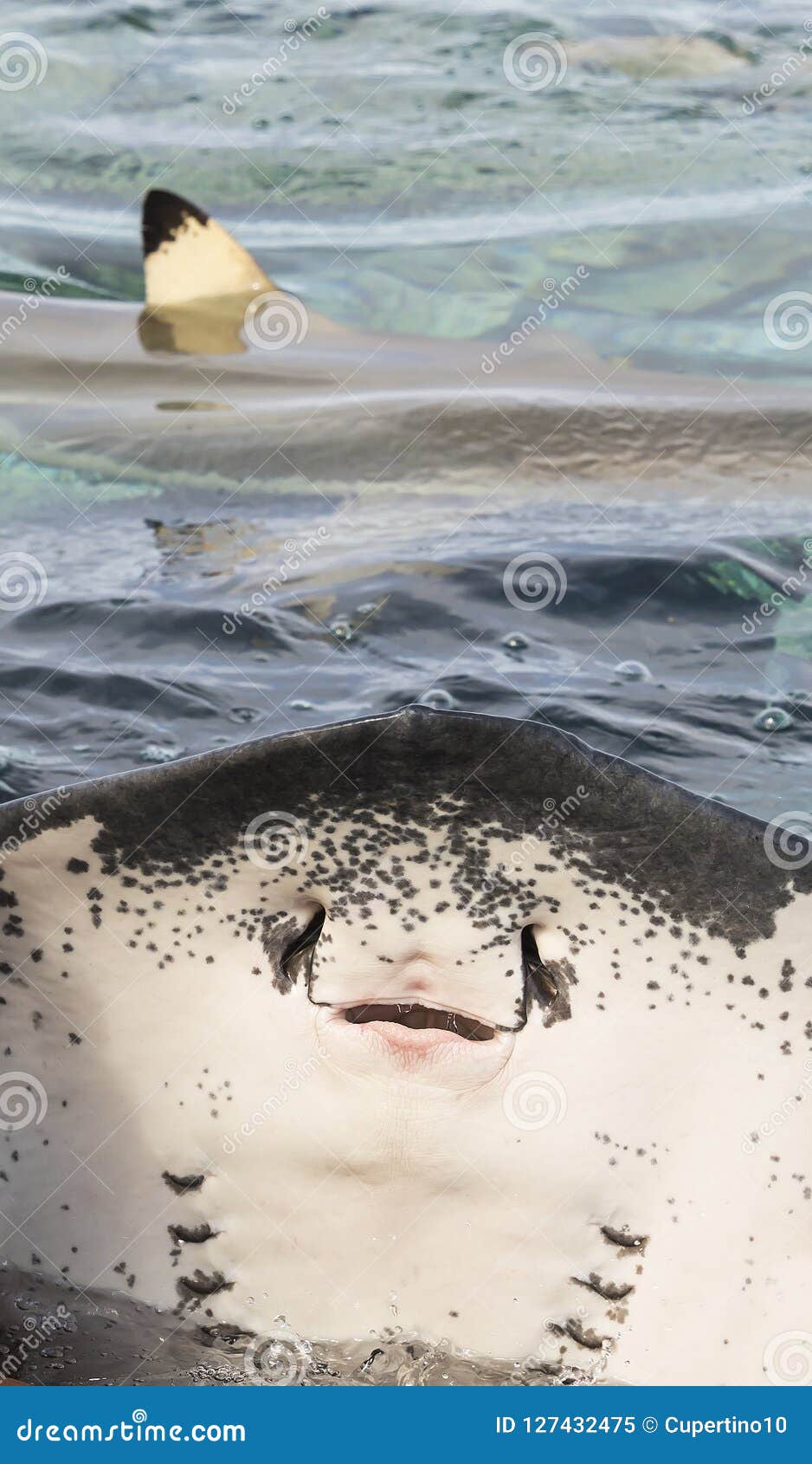 Stingray Face Stock Photos - Download 164 Royalty Free Photos