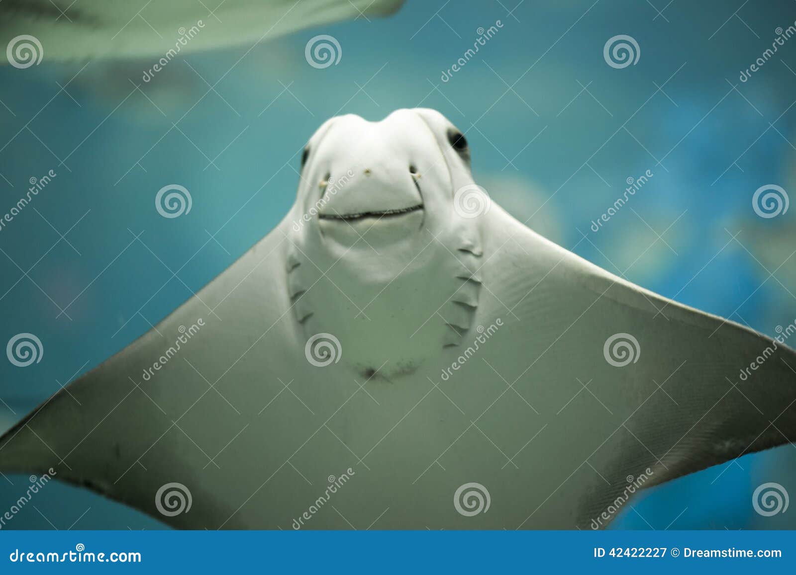 Stingray Smiling While In Movement Stock Image | CartoonDealer.com ...