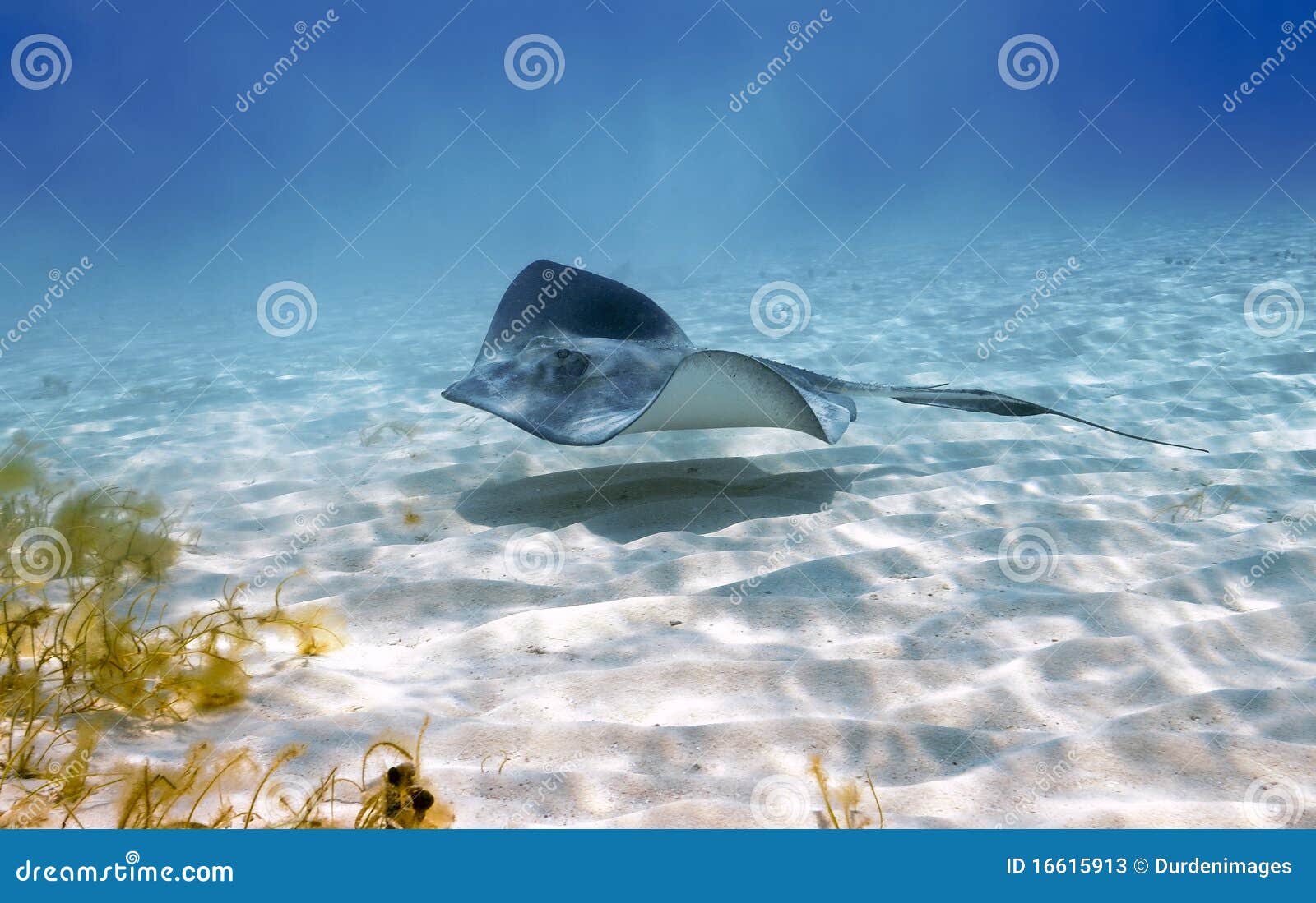 Stingray stealth patrol stock image. Image of attack - 16615913