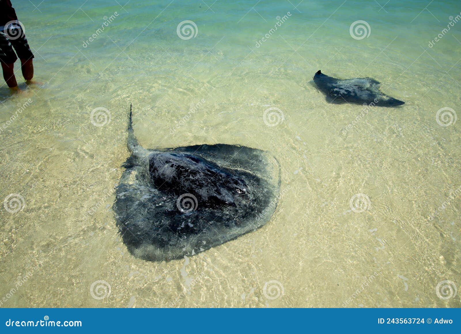 Stingray stock photo. Image of post, stingray, sand - 243563724