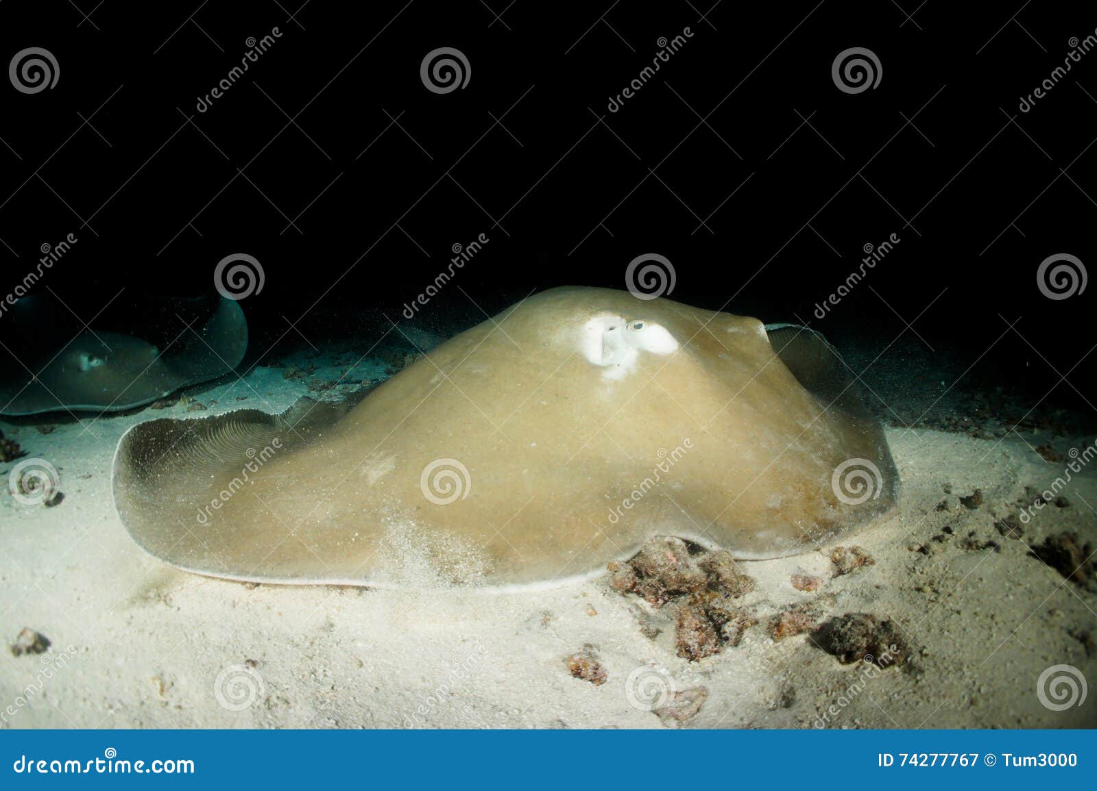 Stingray stock image. Image of pacific, sting, maldives - 74277767
