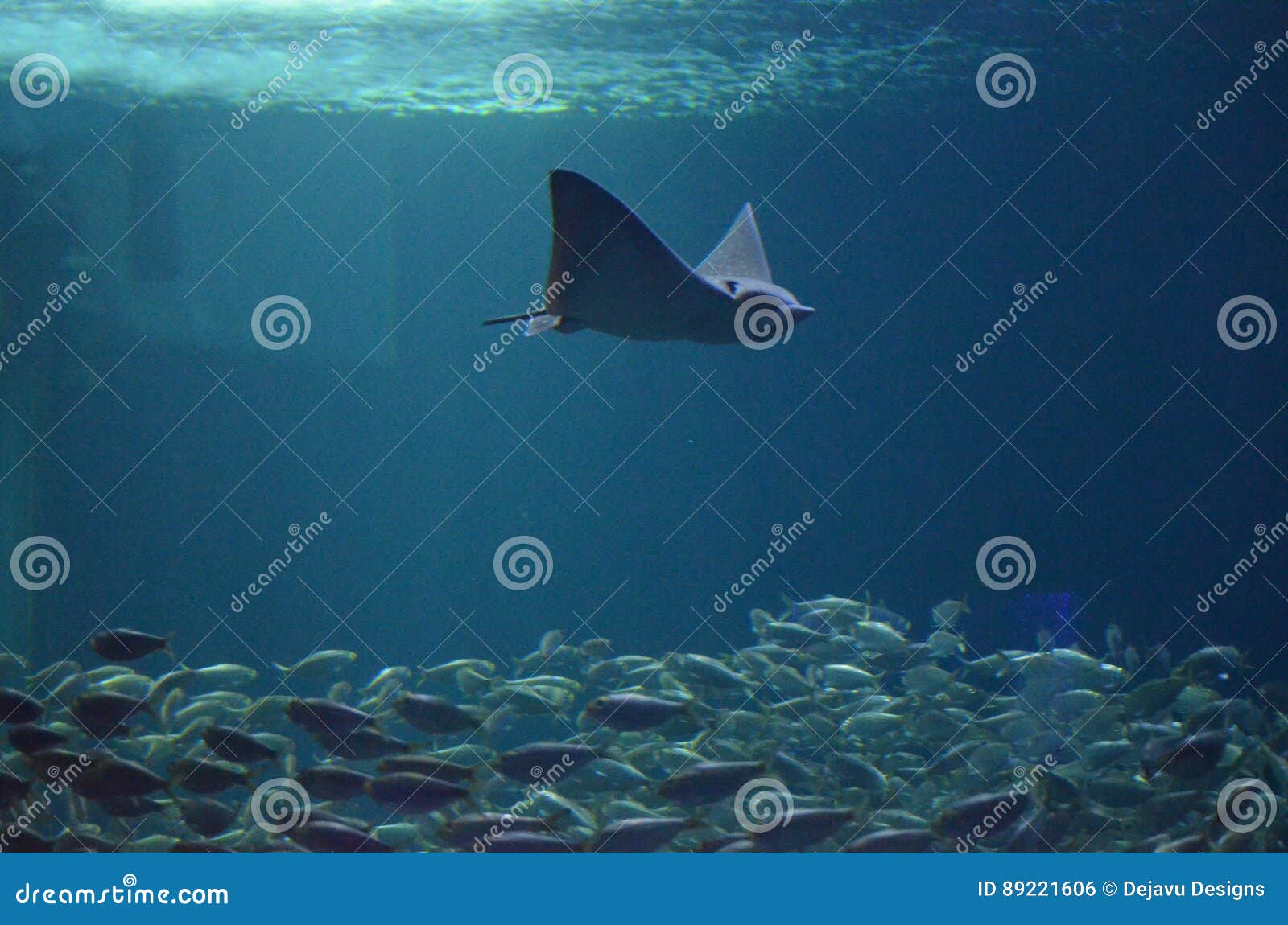 Stingray Swimming Above a School of Fish Stock Photo - Image of deep ...