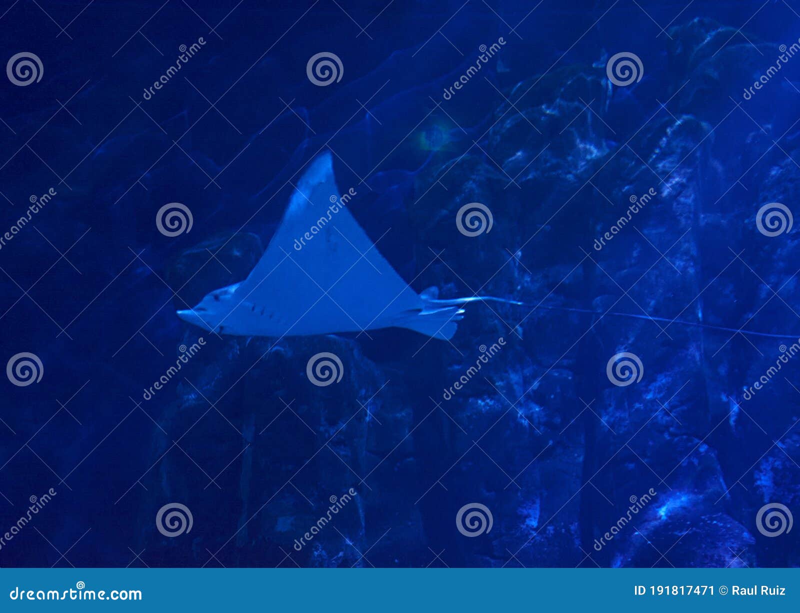 Stingray Swimming in the Deep Ocean Stock Image - Image of coral, fish ...