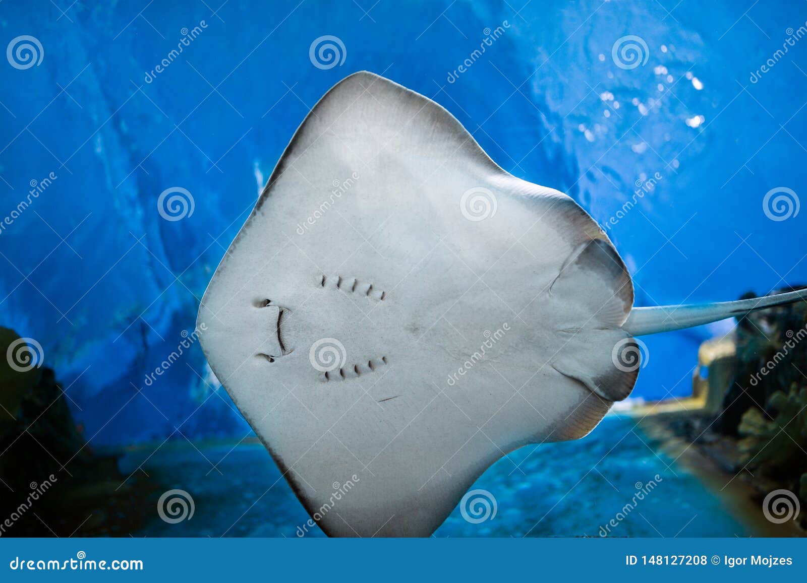 Stingray Swimming in the Ocean Stock Photo - Image of deep, colorful ...