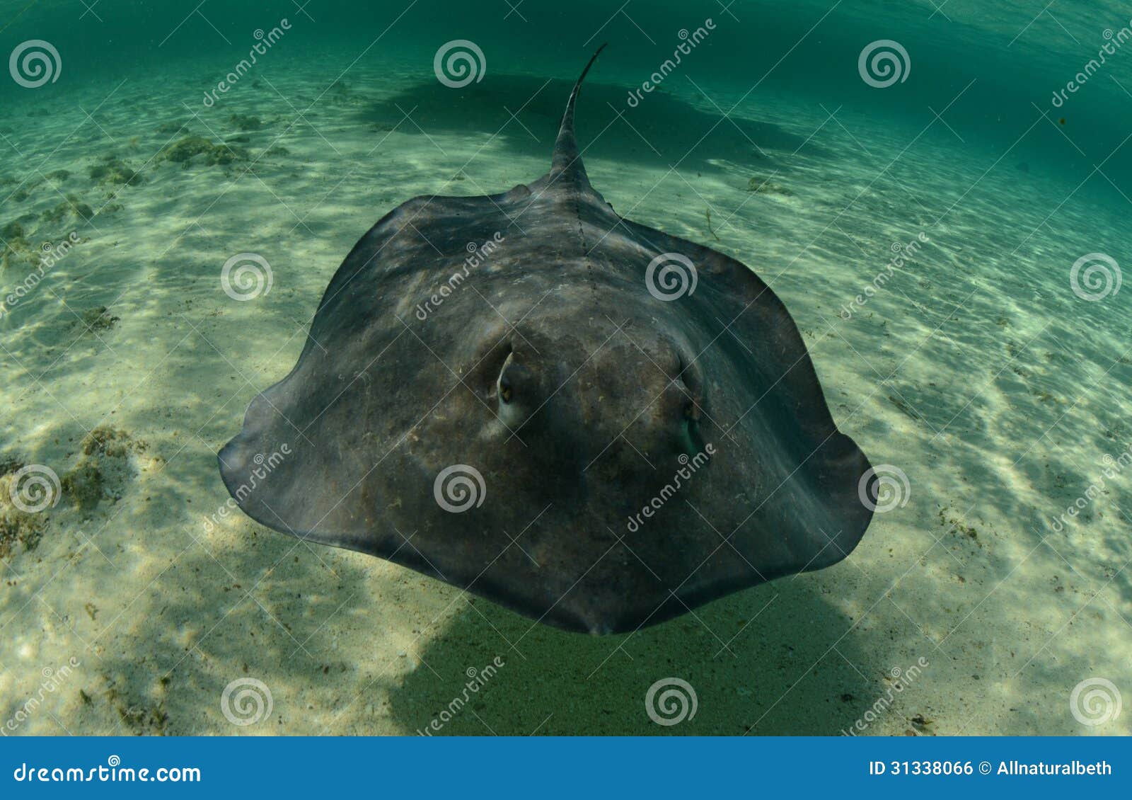 Stingray Swimming in the Ocean Underwater Stock Photo - Image of ...