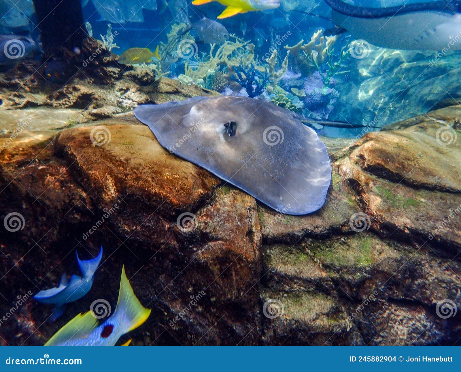 A Stingray Swimming Over Coral and Rock Reef Underwater Stock Photo ...