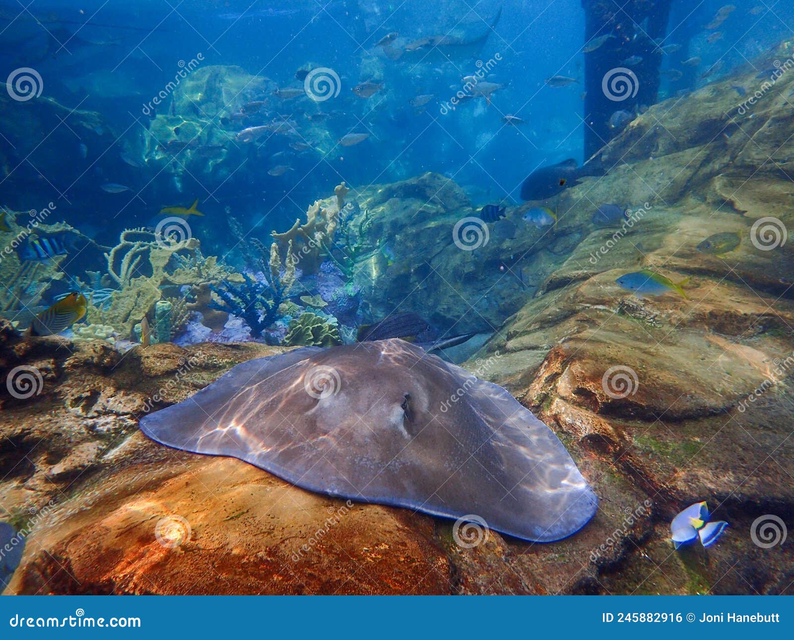 A Stingray Swimming Over Coral and Rock Reef Underwater Stock Photo ...