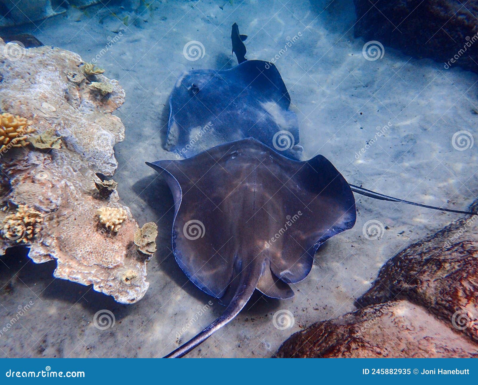A Stingray Swimming Over Coral and Rock Reef Underwater Stock Image ...