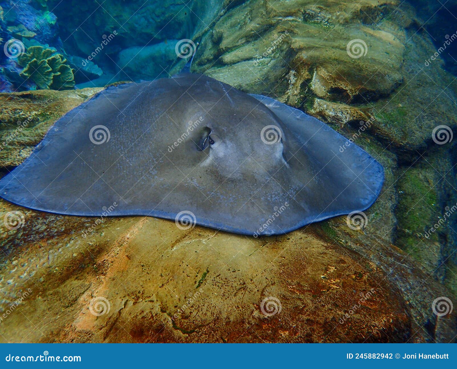A Stingray Swimming Over Coral and Rock Reef Underwater Stock Photo ...
