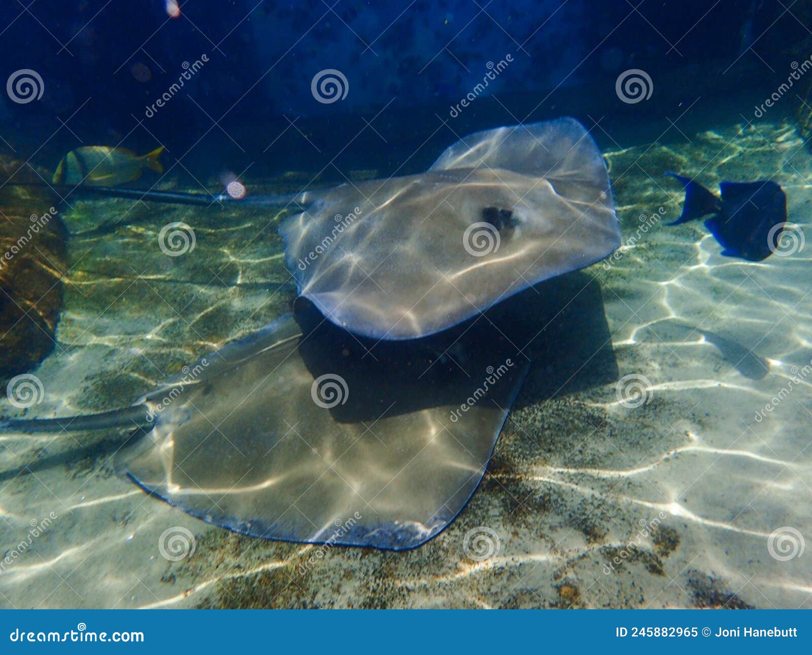 A Stingray Swimming Over Coral and Rock Reef Underwater Stock Image ...