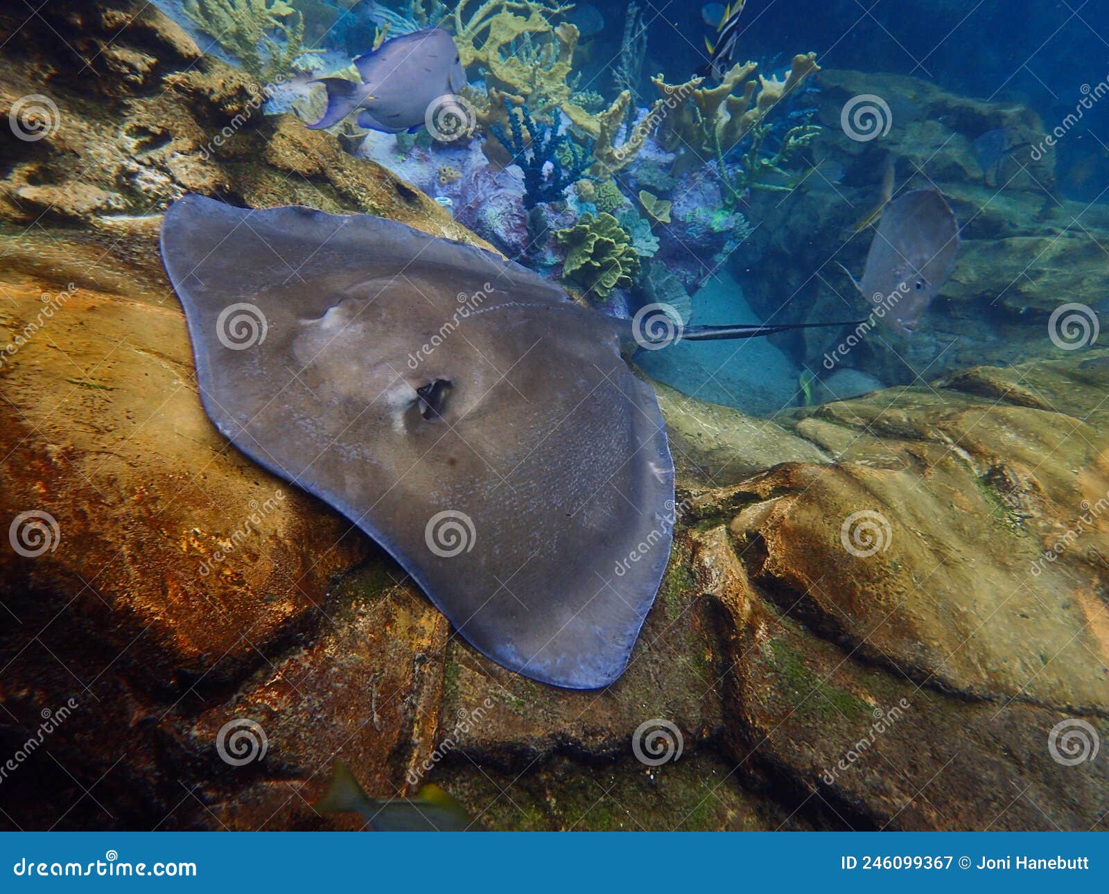 A Stingray Swimming Over Coral and Rock Reef Underwater Stock Image ...