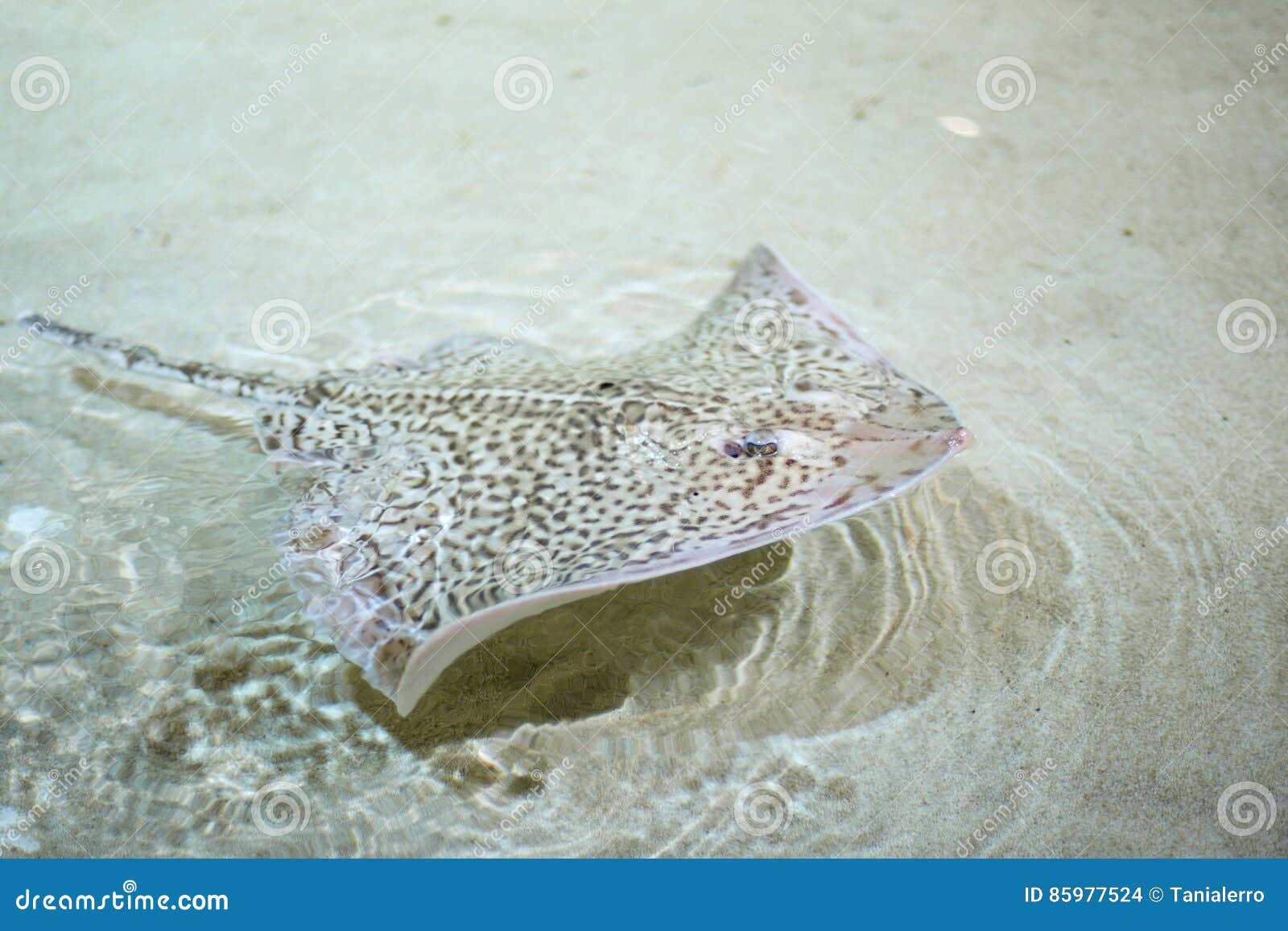 Stingray Swimming Over the Sand Stock Photo - Image of aquarium ...