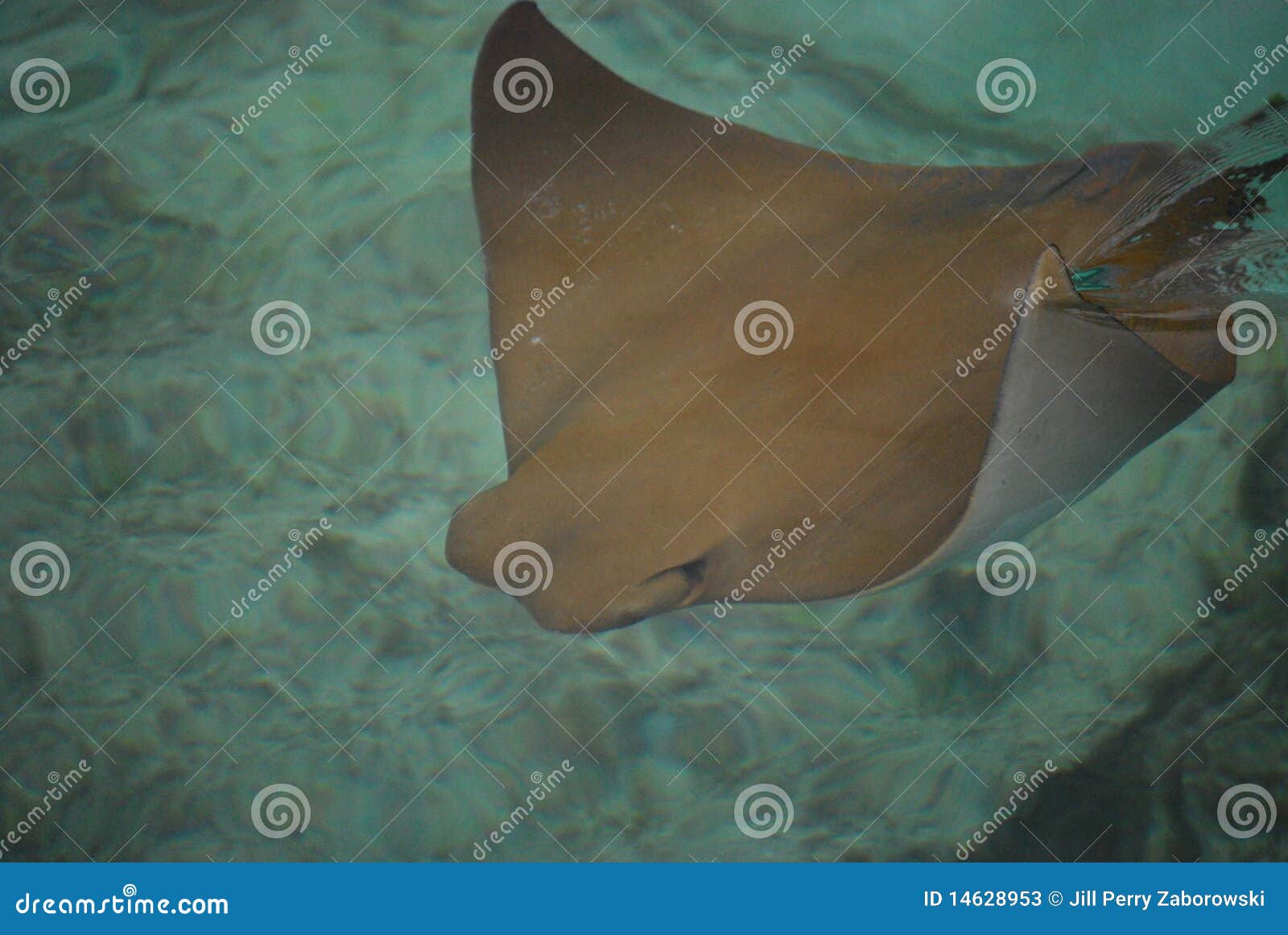 Stingray swimming in water stock image. Image of outdoors - 14628953