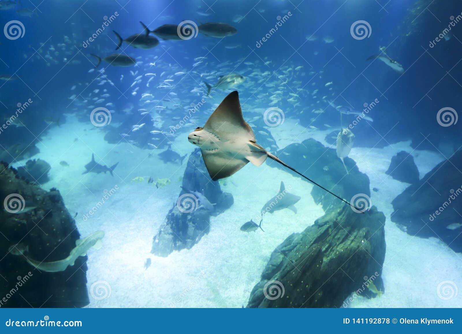 Stingray Swimming in the Water Stock Photo - Image of nature, glowing ...