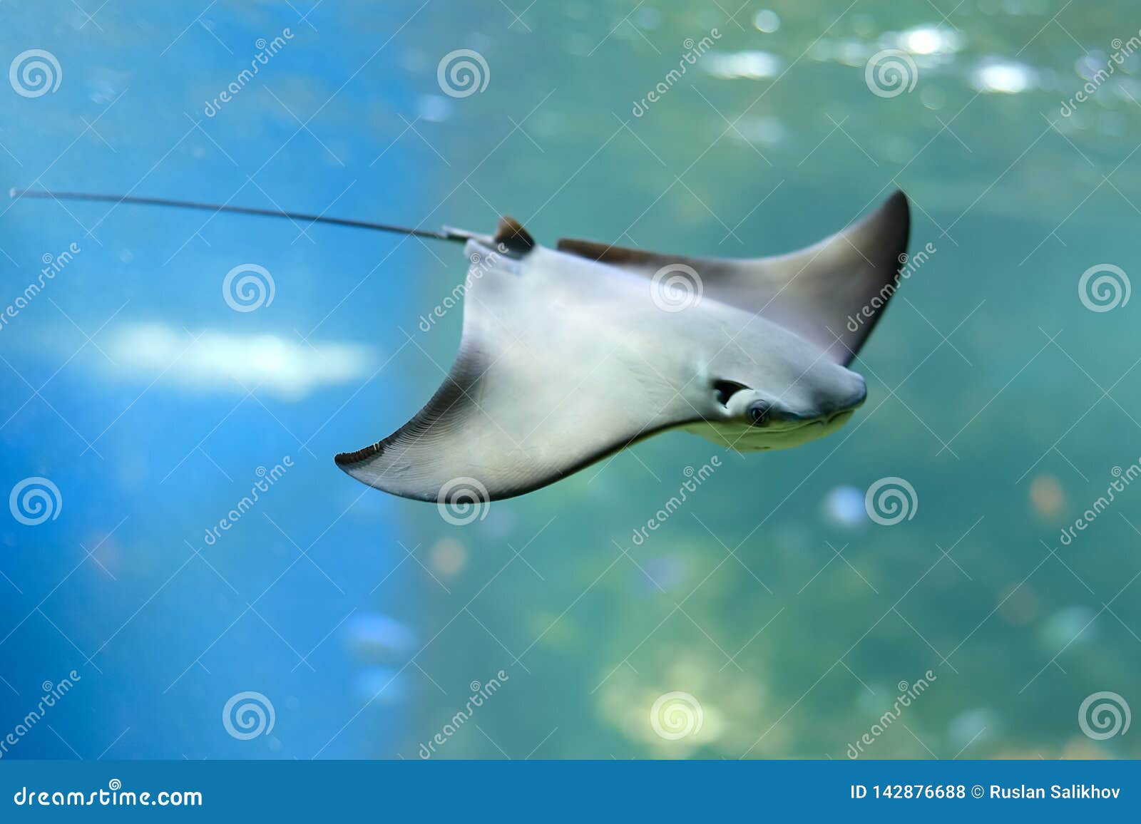Stingray Swimms Under Blue Water. Closeup Stingray through Aquarium ...