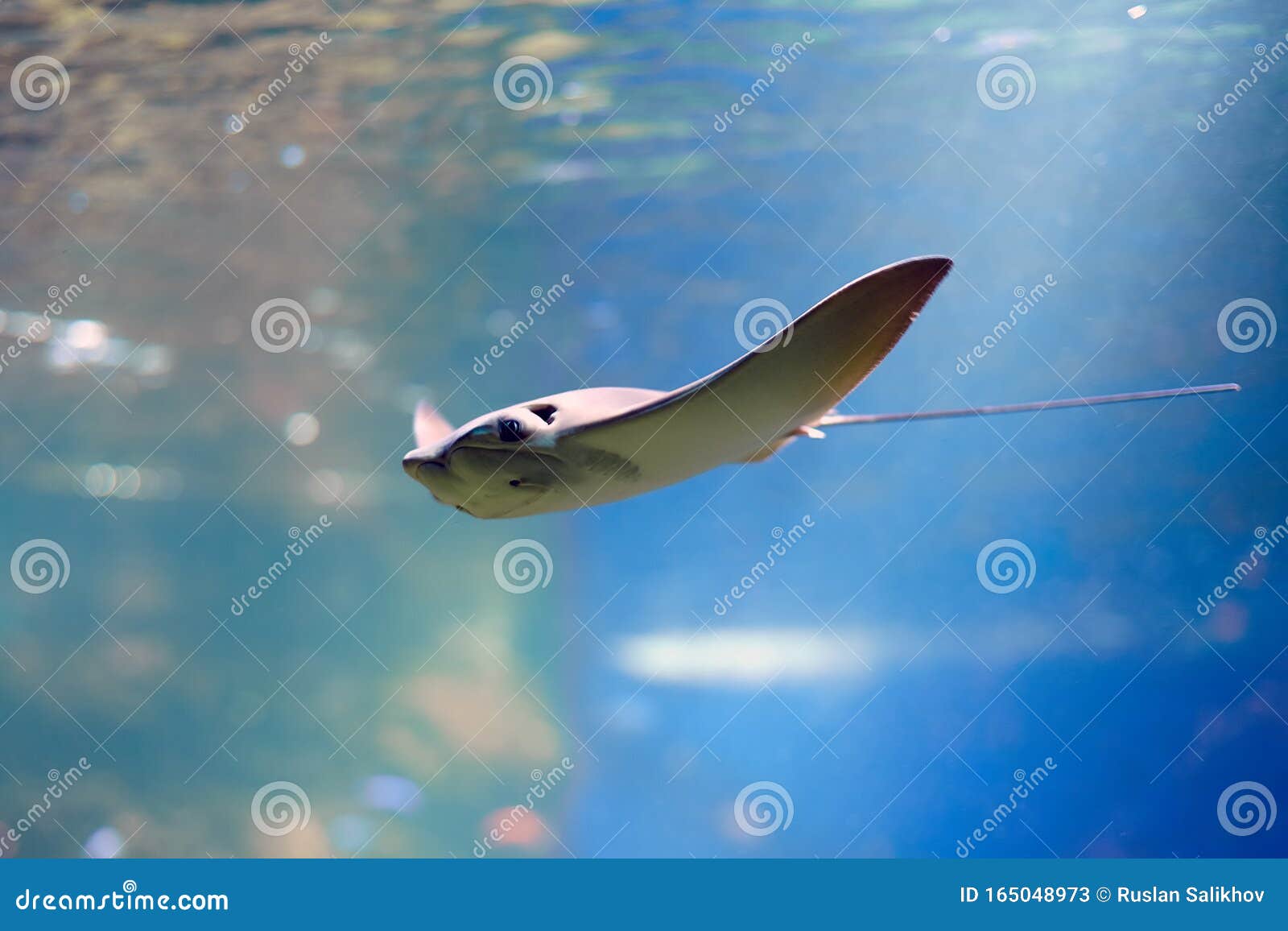 Stingray Swimms Under Blue Water. Closeup View of a Stingray through ...