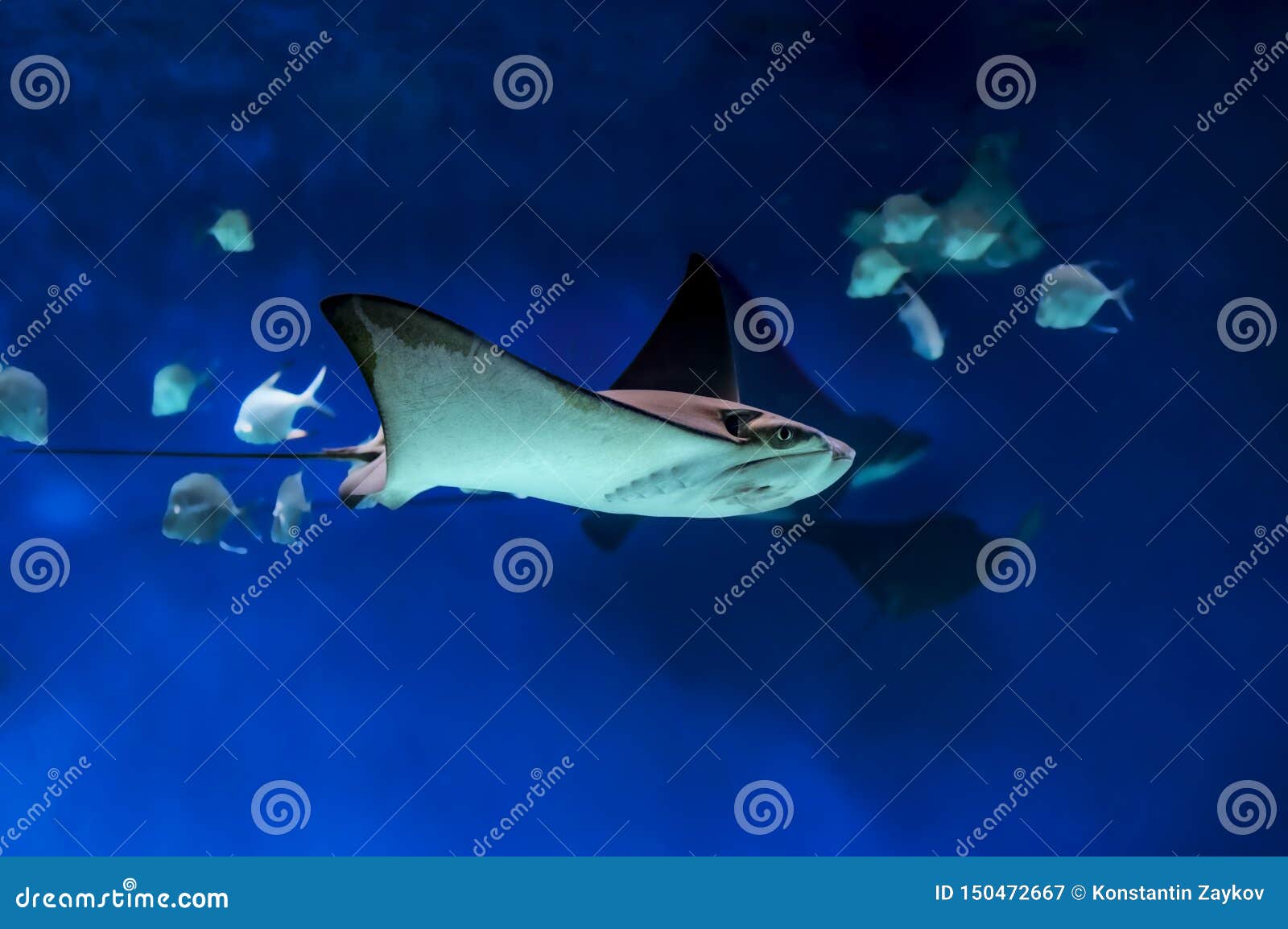 Stingray Swims in the Blue Water Surrounded by Fish. Stock Image ...