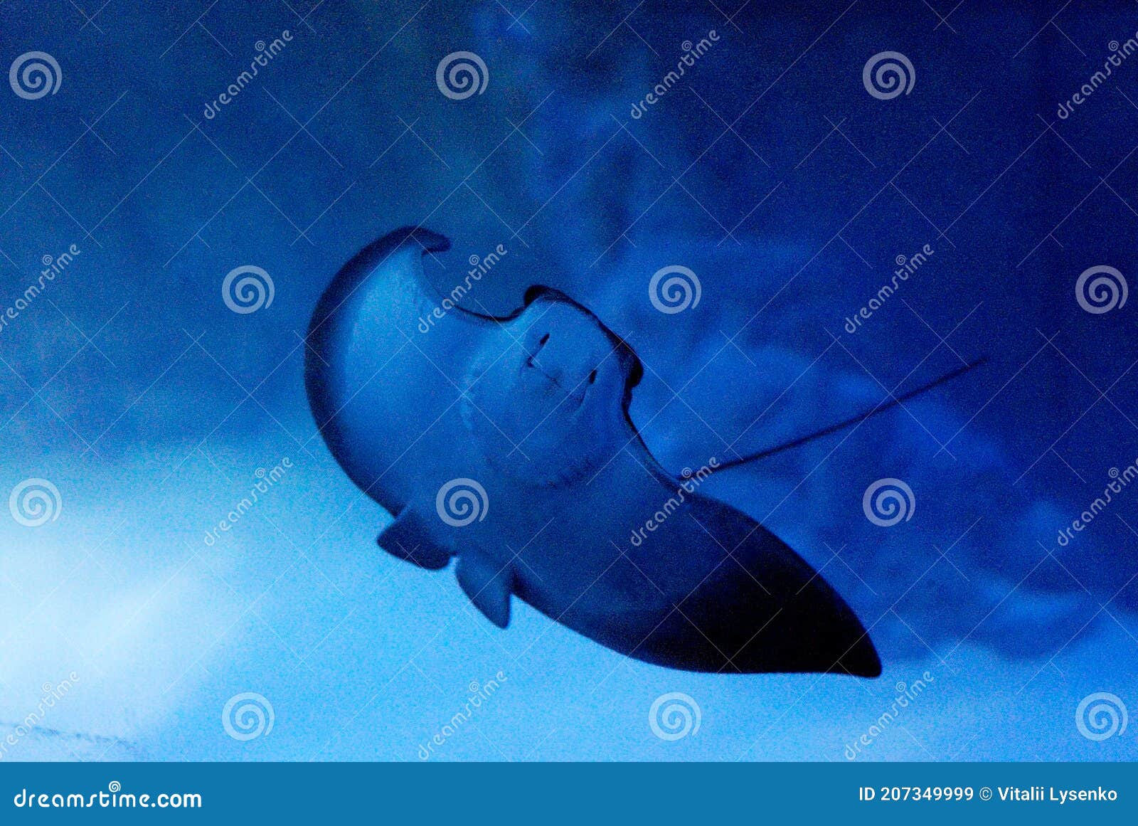 Stingray in the Depths of the Ocean Bottom View Stock Image - Image of ...