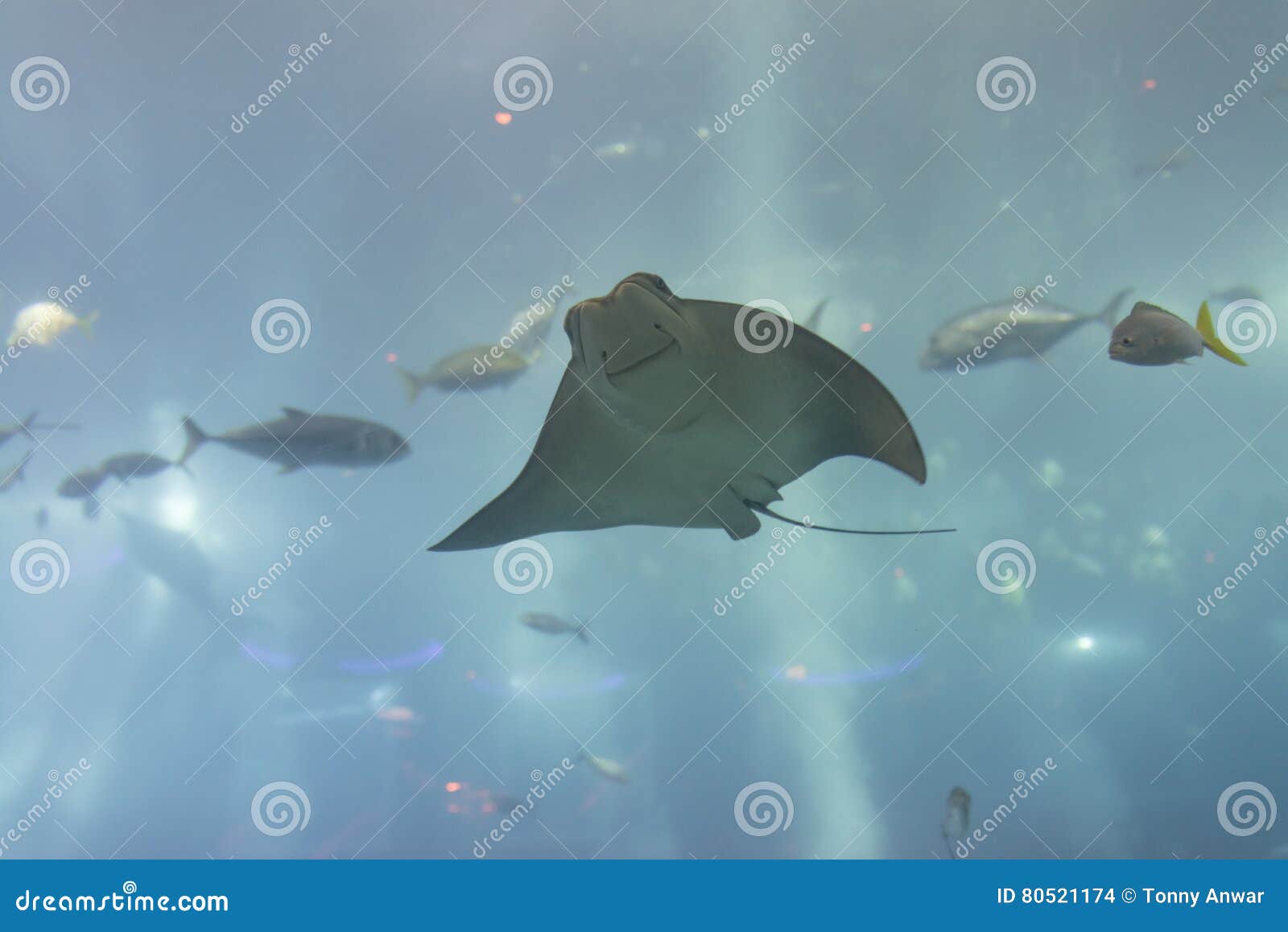 Stingray stock photo. Image of travely, underwater, travelly - 80521174