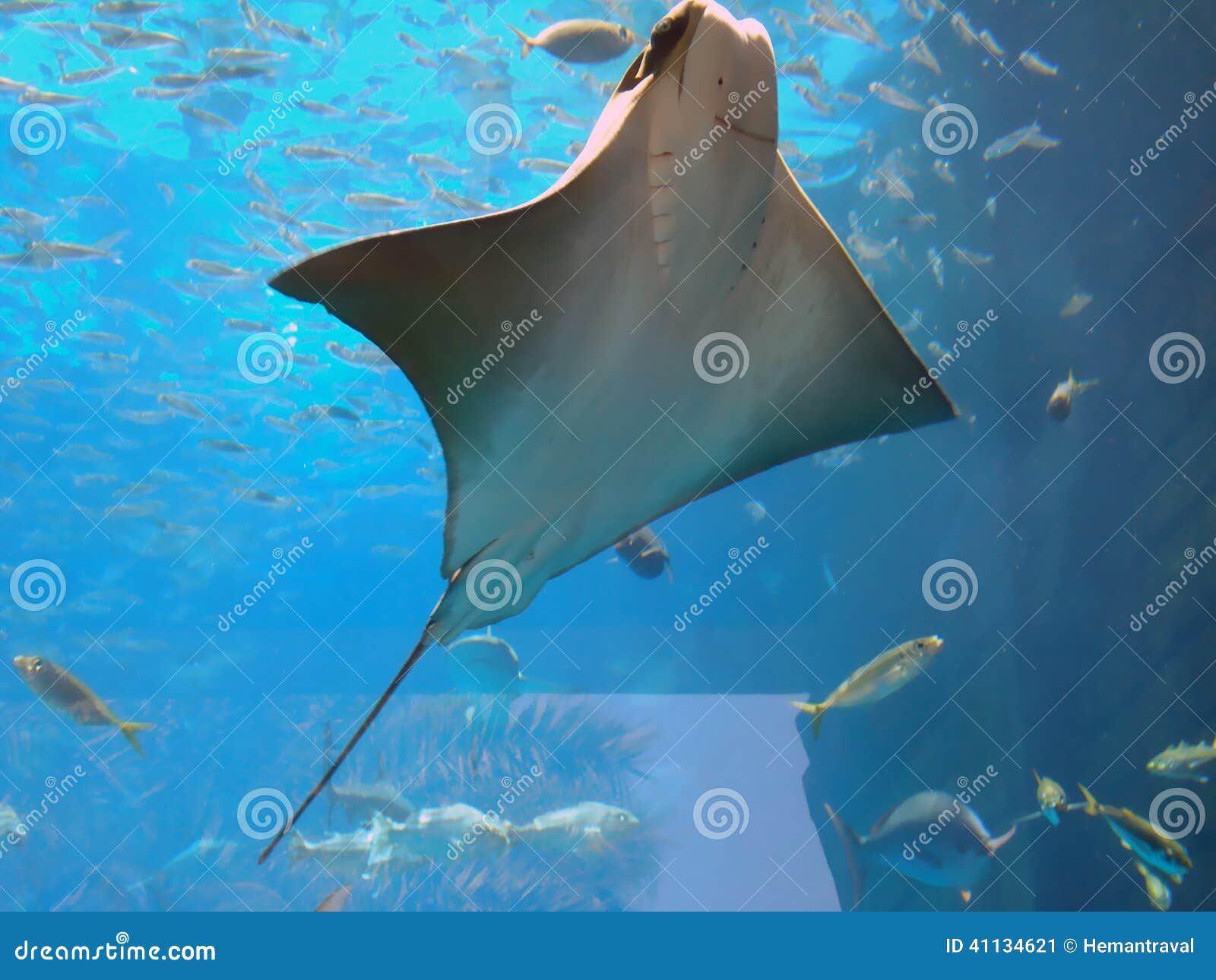 Stingray stock image. Image of fish, wild, diving, rays - 41134621