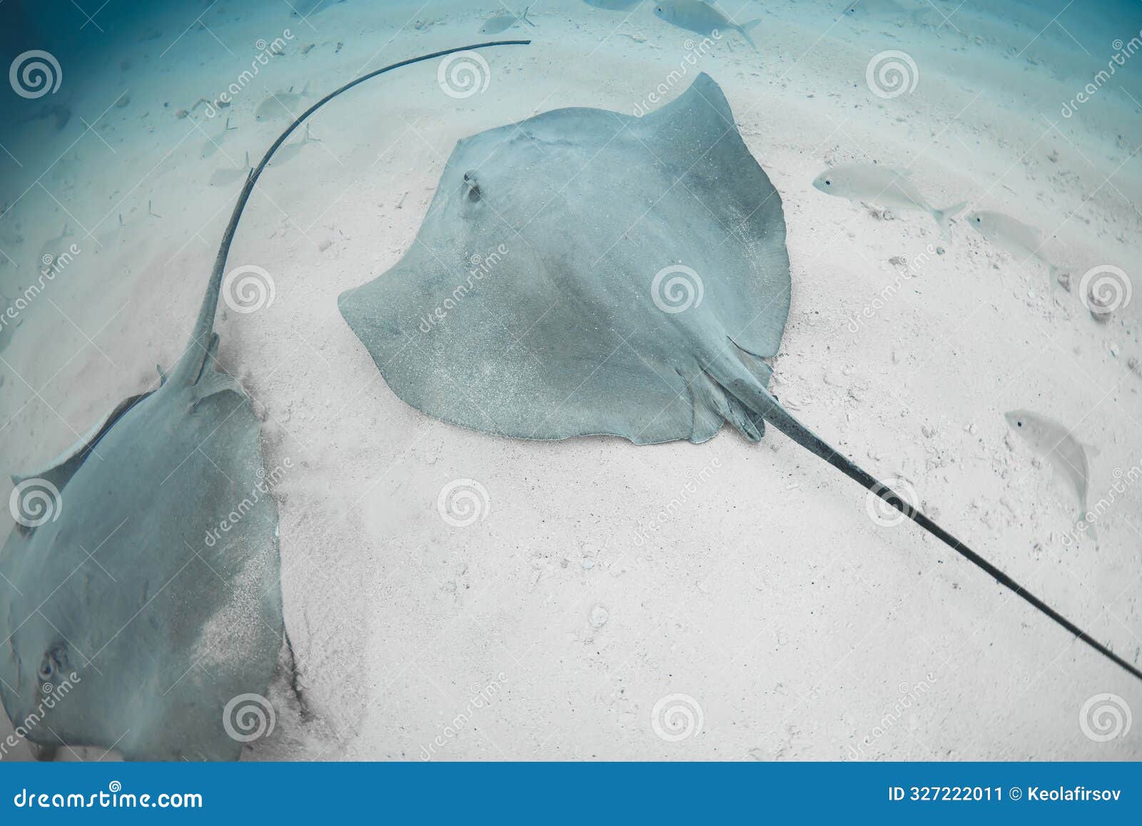 A Sting Ray Gliding Through Shallow Lake Water Royalty-Free Stock Image ...