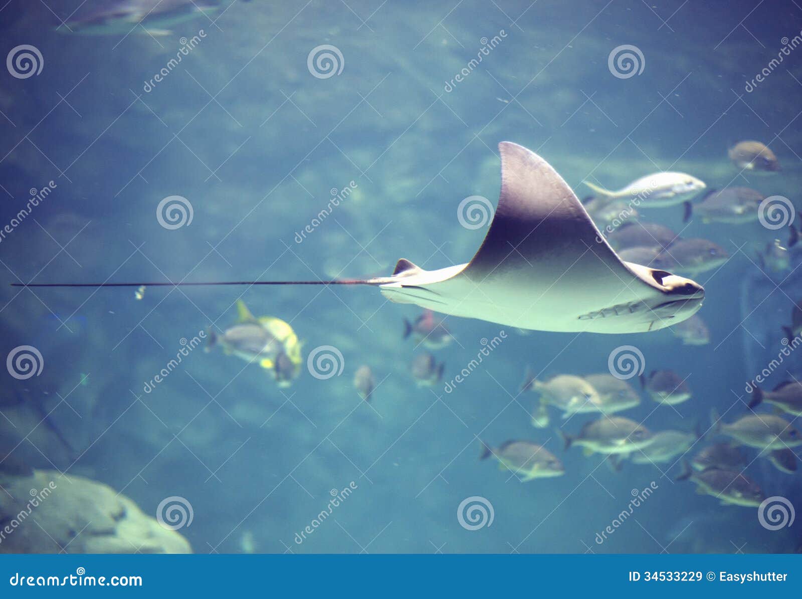 Stingray stock image. Image of wild, underwater, stingrays - 34533229