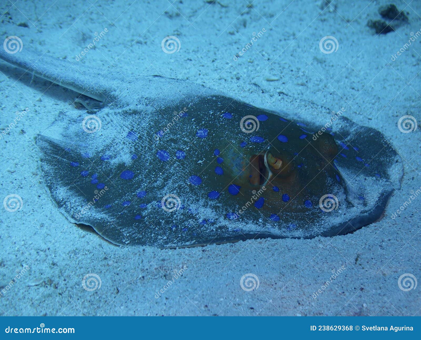 Stingray stock photo. Image of underwater, animal, invertebrate - 238629368