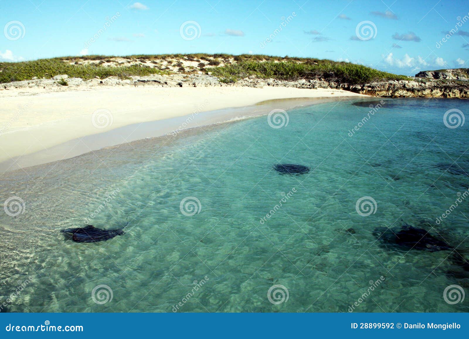 Stingrays beach stock photo. Image of travel, stingrays - 28899592