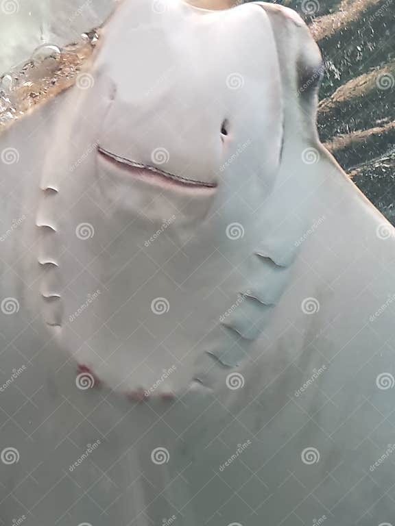Smiling stingray stock image. Image of stingrays, beautiful - 116136959