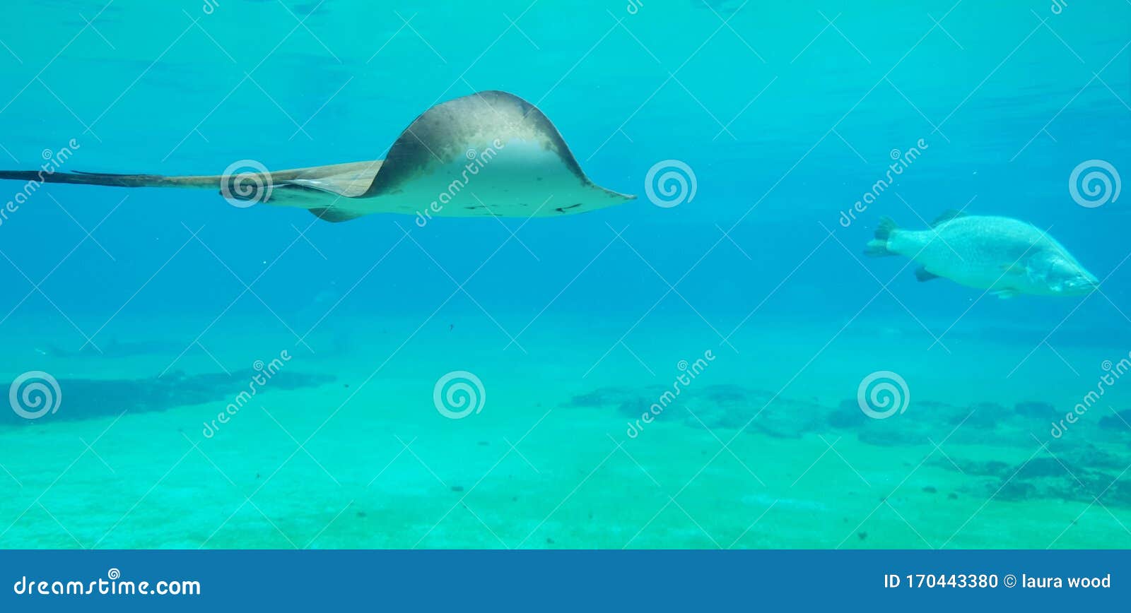 Stingrays fish seabed stock photo. Image of seabed, water - 170443380
