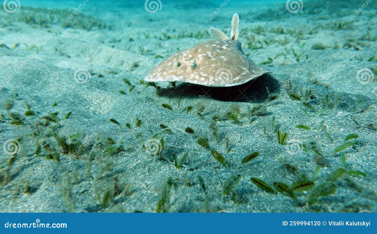 Stingrays, Leopard Electric Stingray. Stock Photo - Image of ...