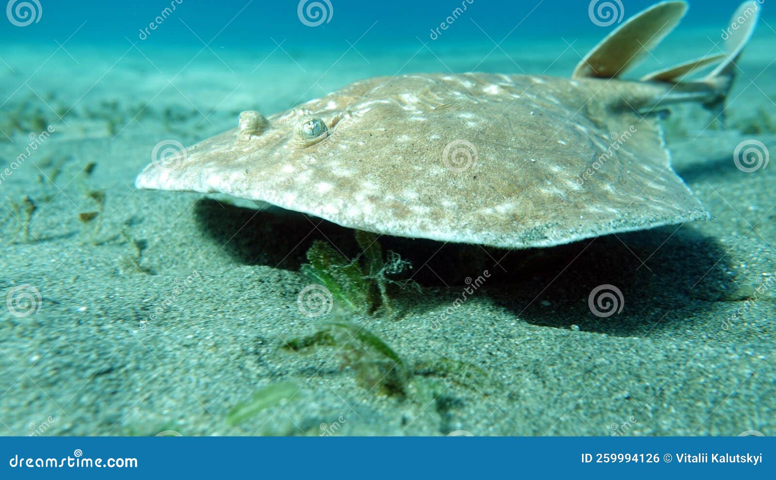 Stingrays. Leopard Electric Stingray. Stock Photo - Image of ocean ...