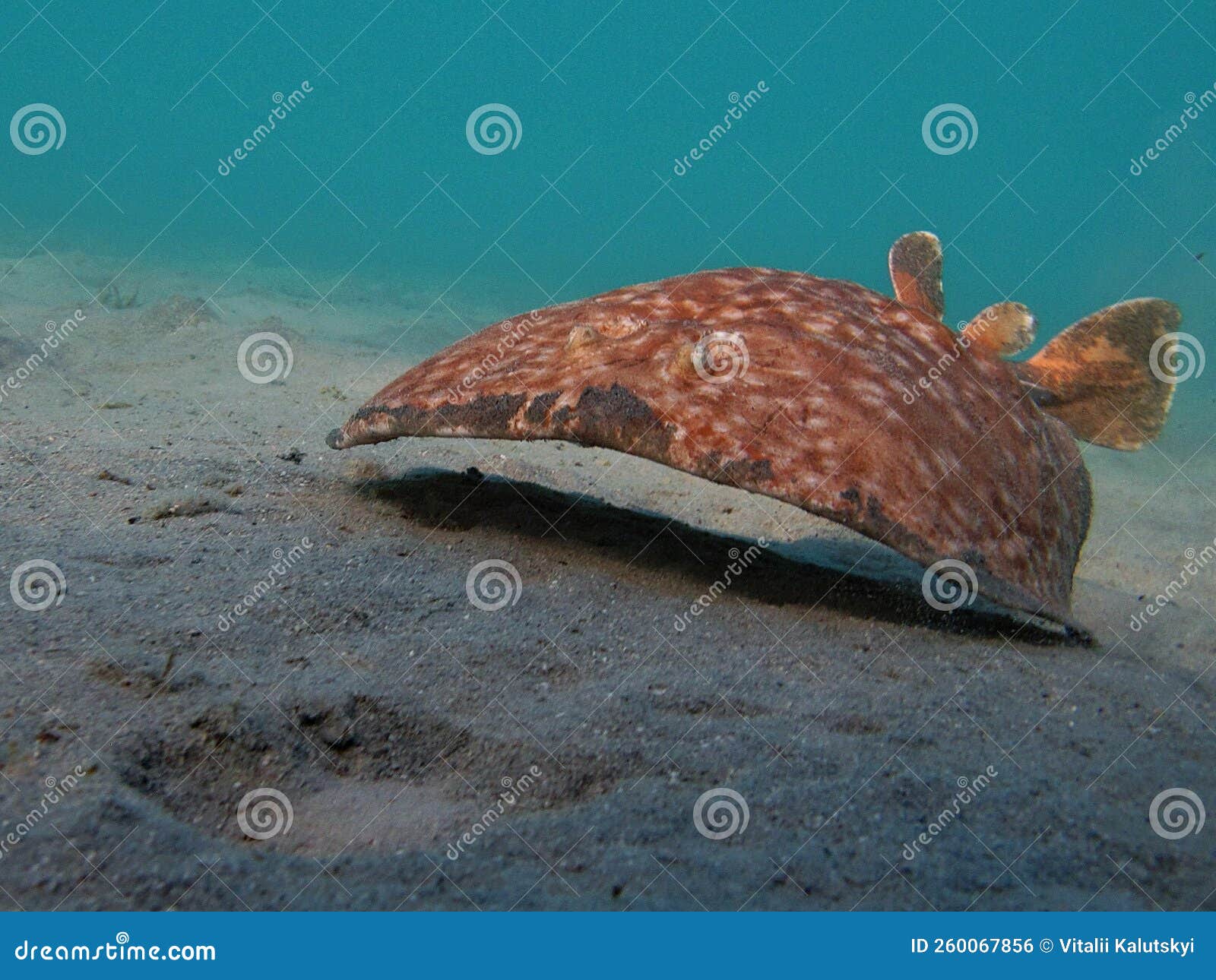 Stingrays, Leopard Electric Stingray. Stock Photo - Image of bristle ...