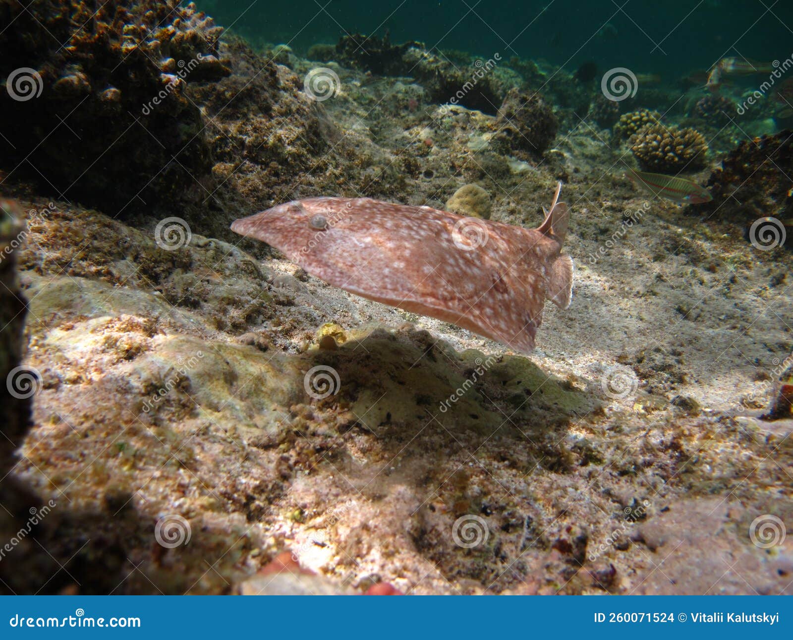 Stingrays, Leopard Electric Stingray . Stock Photo - Image of forest ...