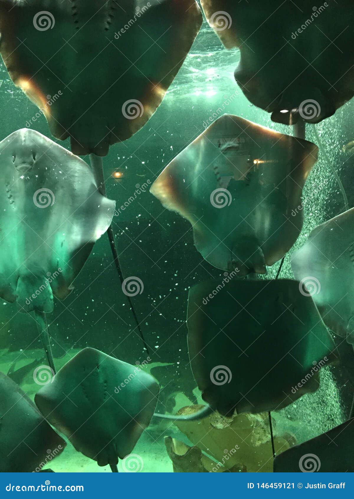 Stingrays Swimming in a Pool with Others in a Group Stock Image - Image ...