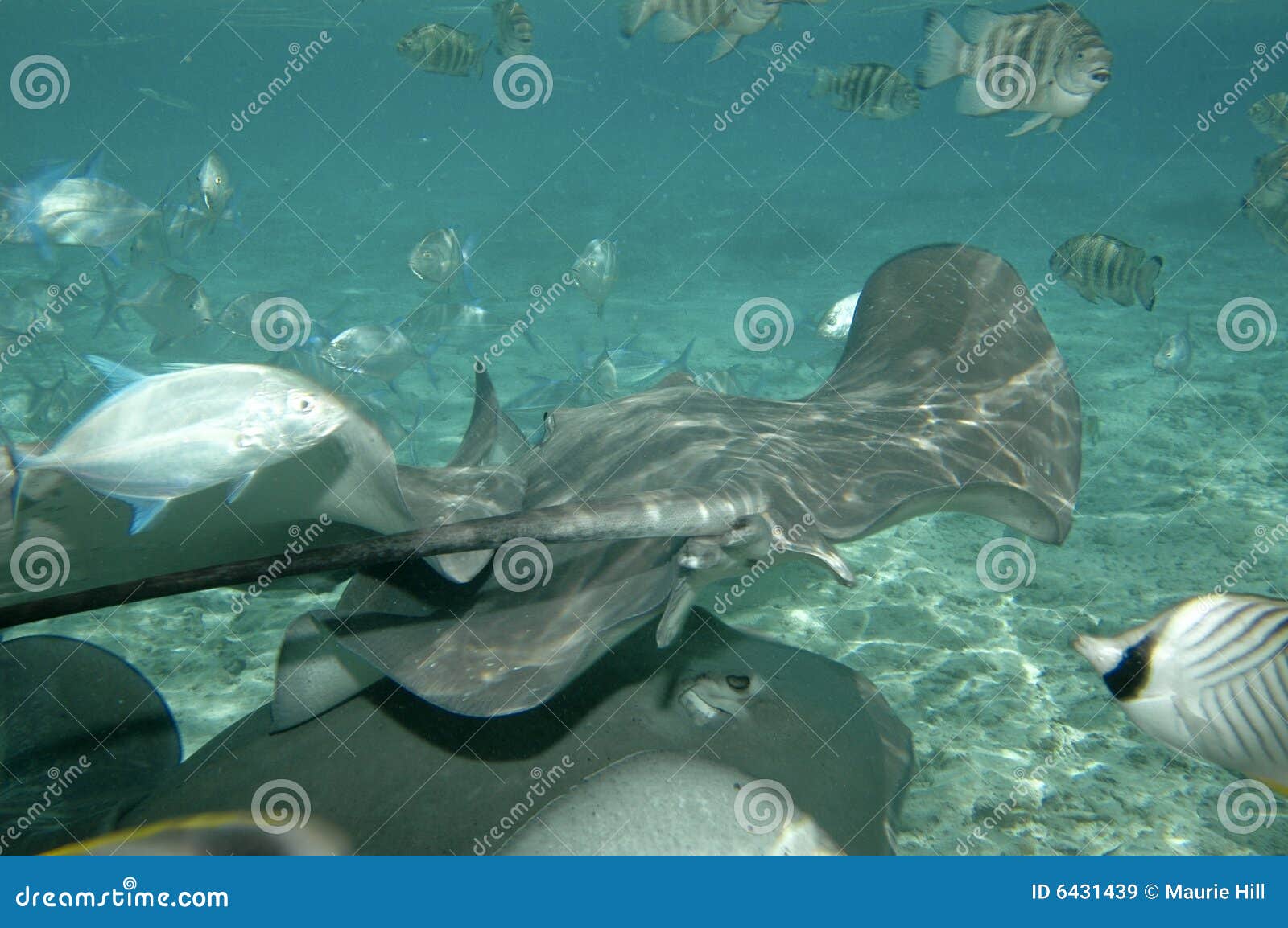 Stingrays & Tropical Fish Stock Image - Image of reef, clear: 6431439