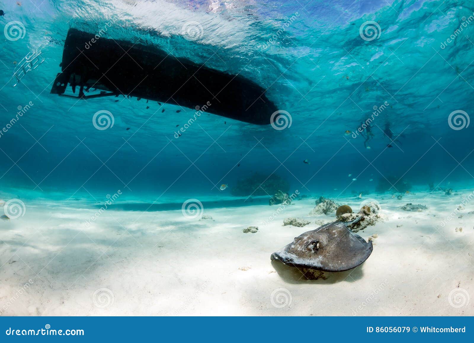 Stingrays under a boat stock image. Image of divers, marine - 86056079