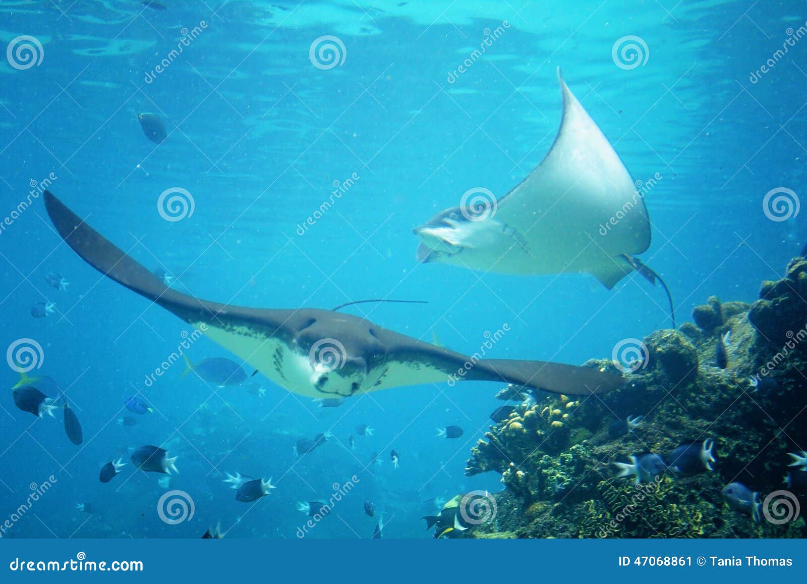 Stingrays underwater stock image. Image of rays, reef - 47068861